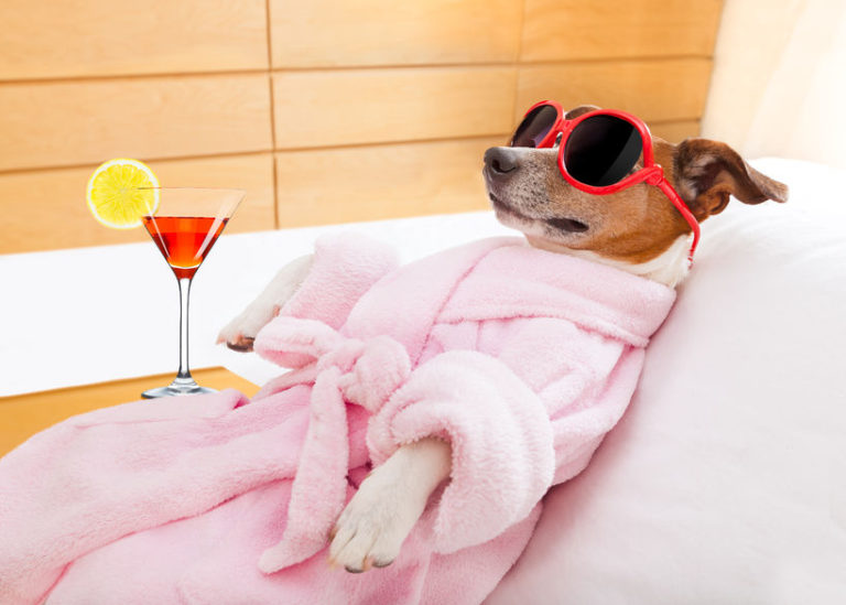 Toiletteur pour chien, un expert Toiletteur pour chien, un expert
