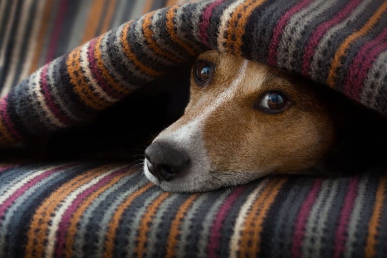 Chien malade : Comment reconnaitre les symptômes | Blog Wouf Wouf