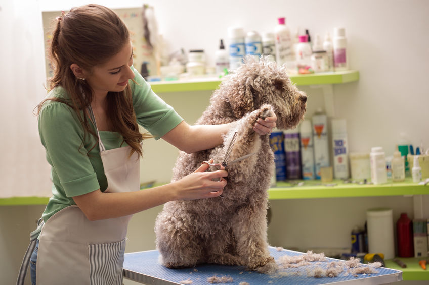 Soins du chien : Les oreilles, les yeux et les griffes. | Blog Wouf Wouf