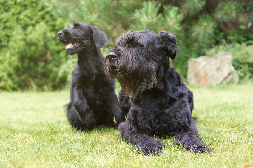 Le Schnauzer : Caractéristiques du chien | Blog Wouf Wouf