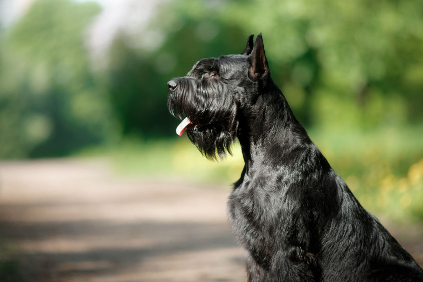 Le Schnauzer : Caractéristiques du chien | Blog Wouf Wouf