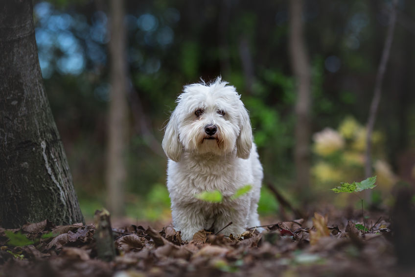 Coton de Tuléar : Les caractéristiques du chien | Blog Wouf Wouf