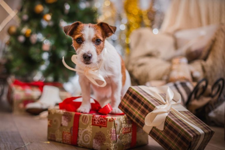 Le chien à Noël : 5 choses à savoir | Blog Wouf Wouf