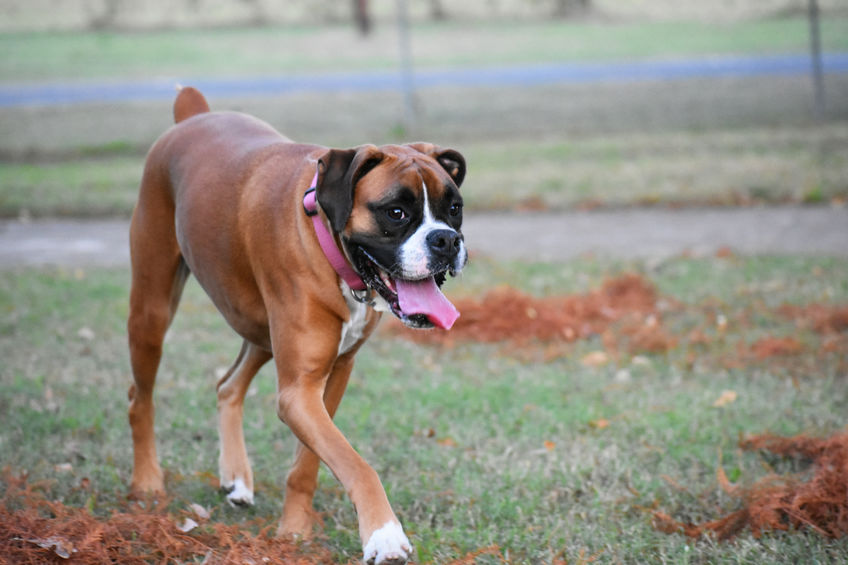 Le Boxer : Caractéristiques du chien | Blog Wouf Wouf