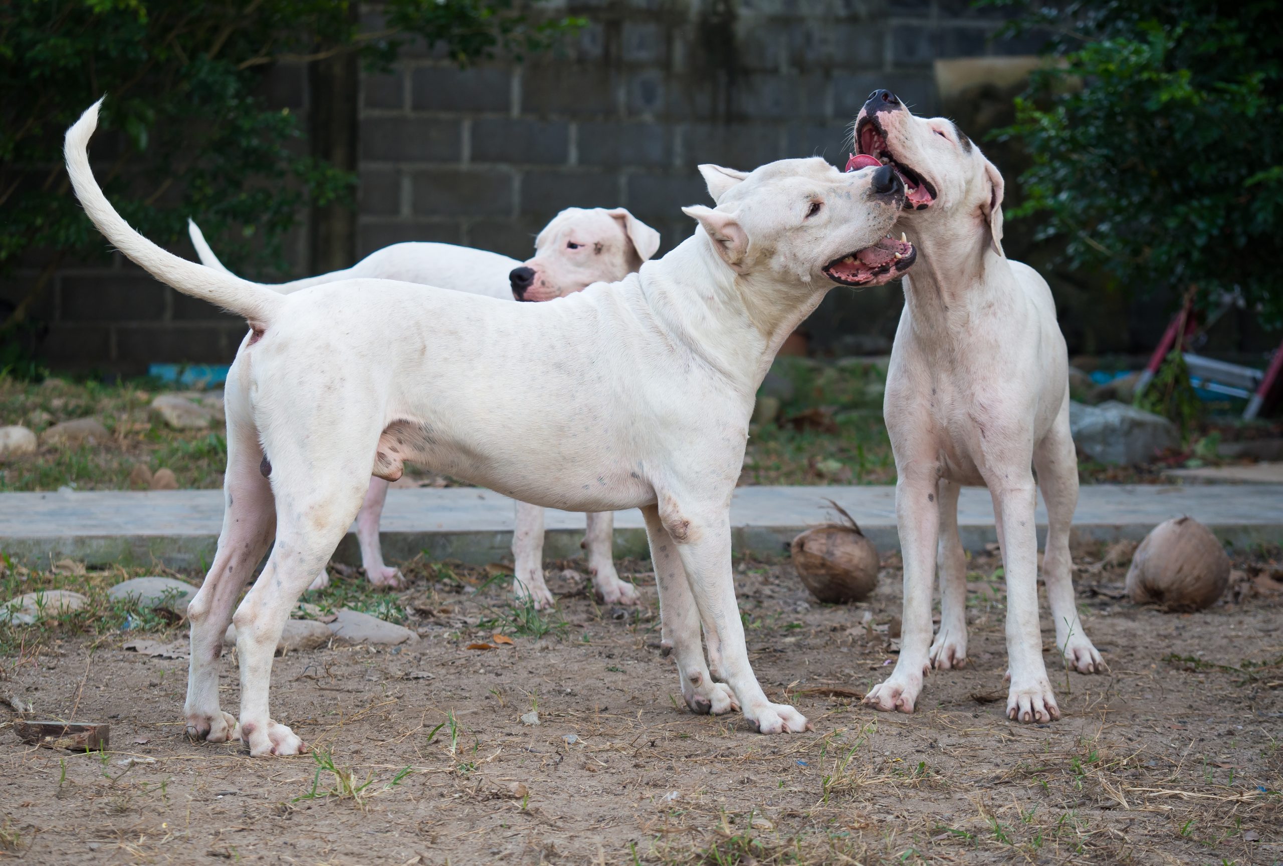 Dogue Argentin : Caractéristiques du chien | Blog Wouf Wouf
