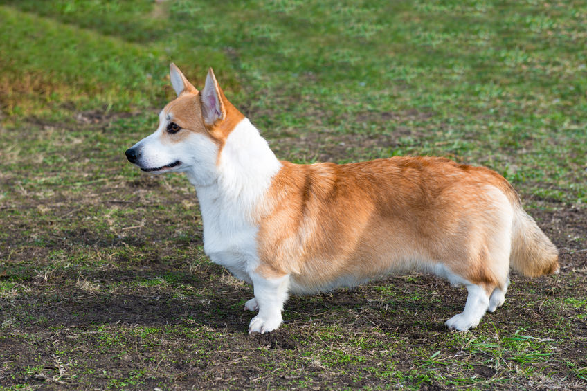 le Welsh Corgi Pembroke : Les caractéristiques du chien | Blog Wouf Wouf