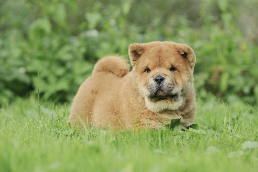 Chow-Chow : Caractéristiques du chien | Blog Wouf Wouf