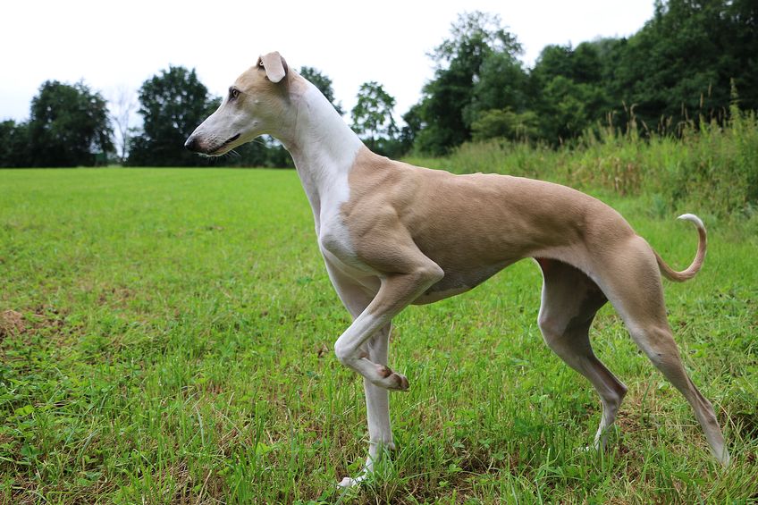 Greyhound : Caractéristiques du chien | Blog Wouf Wouf