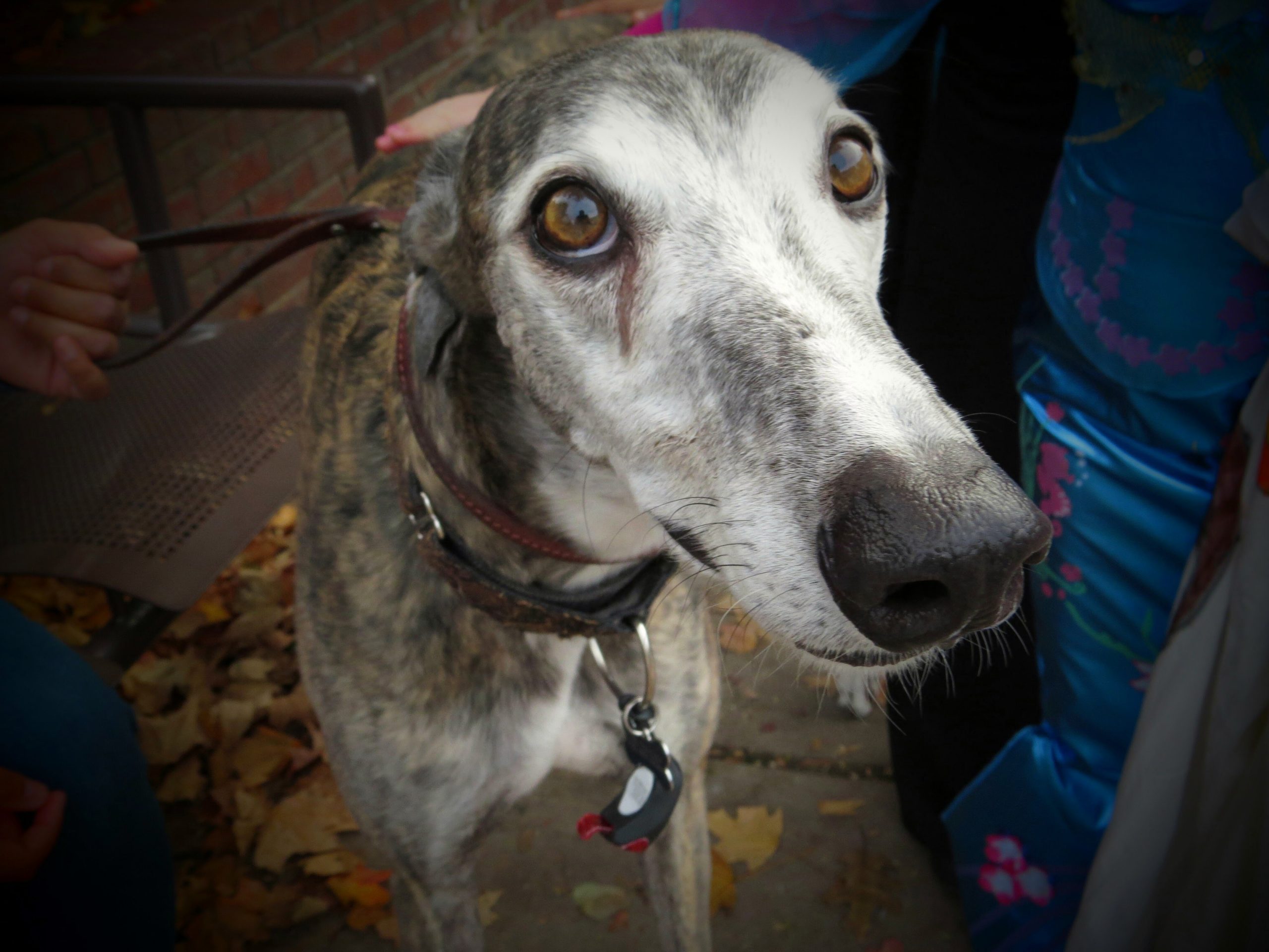 Greyhound : Caractéristiques du chien | Blog Wouf Wouf