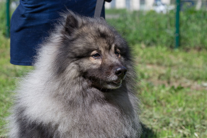 Spitz Loup : Caractéristiques du chien | Blog Wouf Wouf