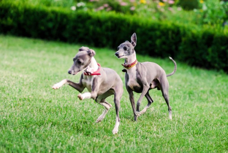Petit Lévrier Italien : Caractéristiques du chien | Blog Wouf Wouf