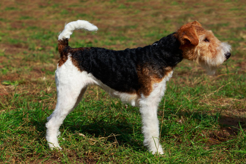 Fox Terrier : Caractéristiques du chien | Blog Wouf Wouf