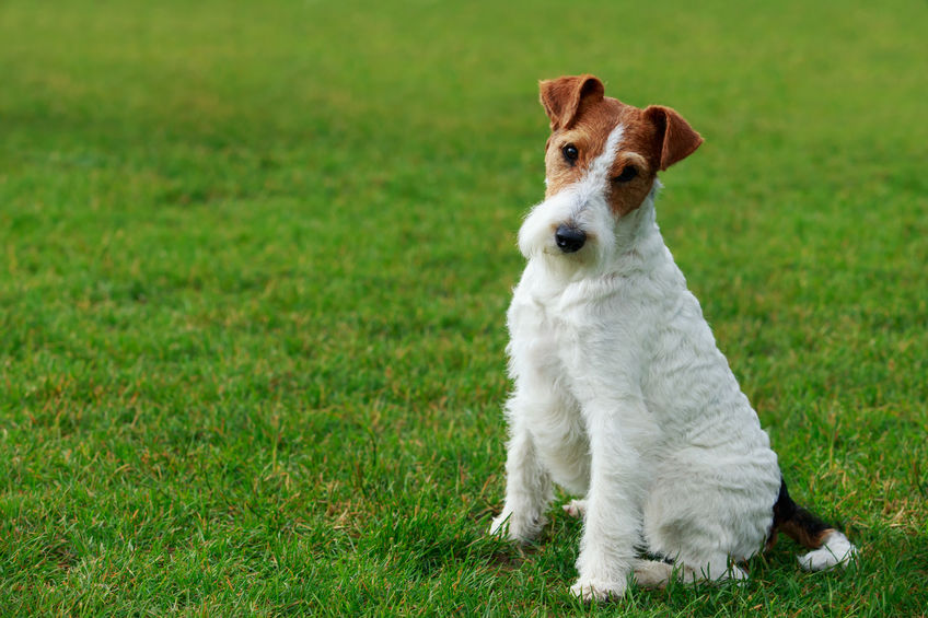 Fox Terrier : Caractéristiques du chien | Blog Wouf Wouf