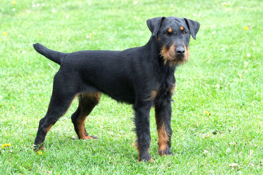 Jagd Terrier : Caractéristiques du chien | Blog Wouf Wouf