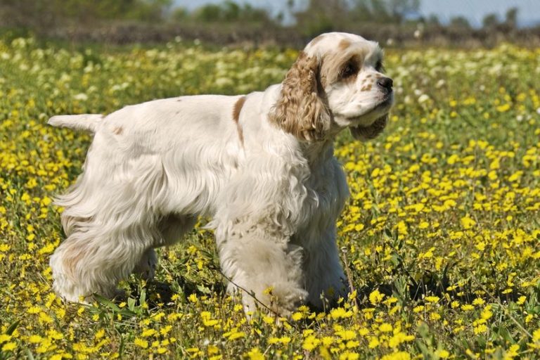 Cocker Américain : Caractéristiques du chien | Blog Wouf Wouf