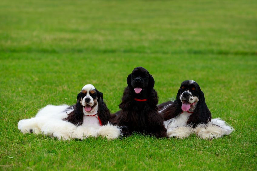 Cocker Américain : Caractéristiques du chien | Blog Wouf Wouf