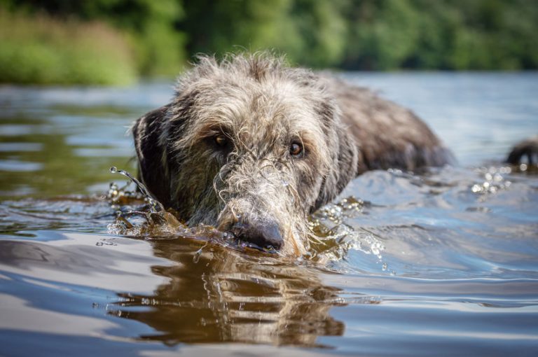 Irish Wolfhound : Caractéristiques du chien | Blog Wouf Wouf