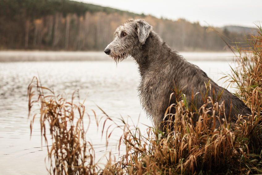 Irish Wolfhound : Caractéristiques du chien | Blog Wouf Wouf