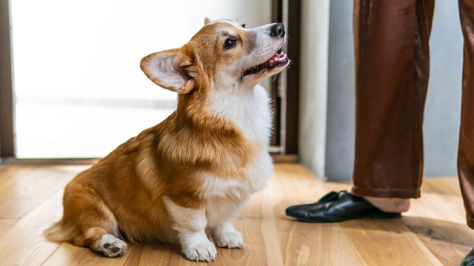 Chien pot de colle, comment le rendre plus autonome ? | Blog Wouf Wouf