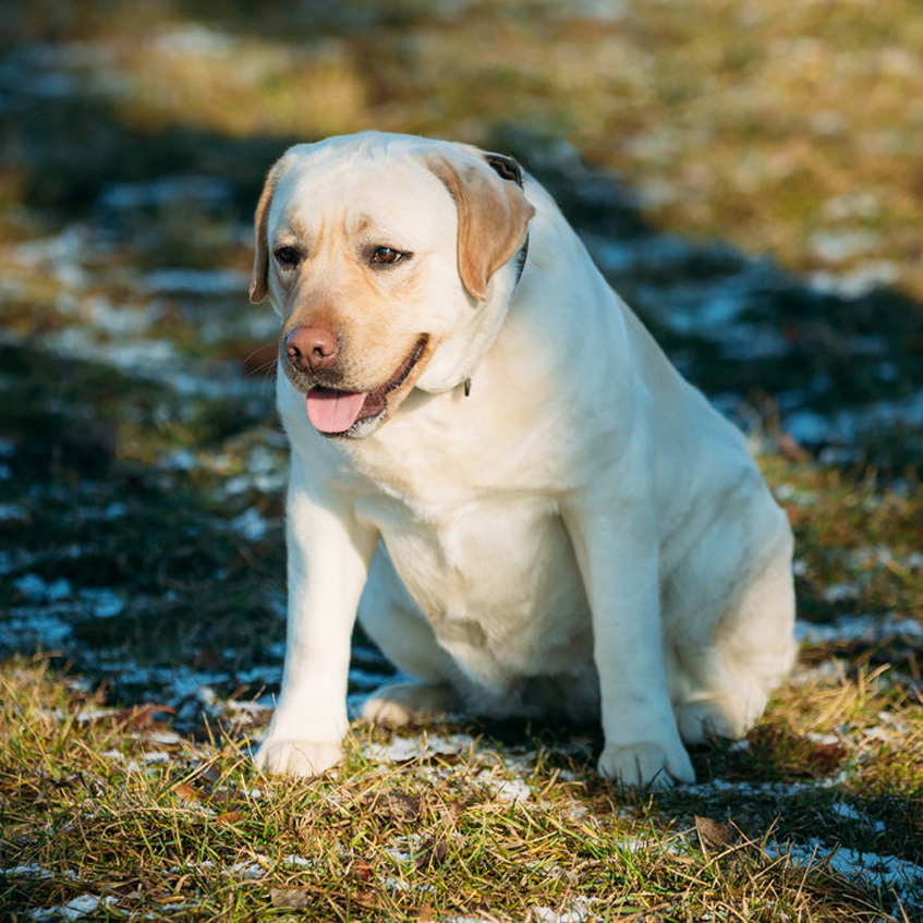 Obésité du chien : que faire ? | Blog Wouf Wouf